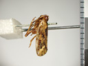 Image Gallery - Masayo Kato Insect Type Specimens 4